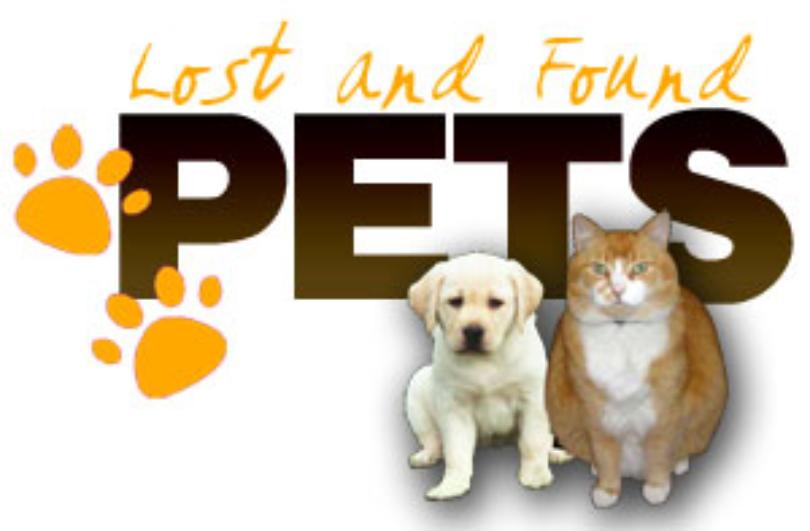 BIG ISLAND LOST AND FOUND PETS ONLY | Orgnat Life Products